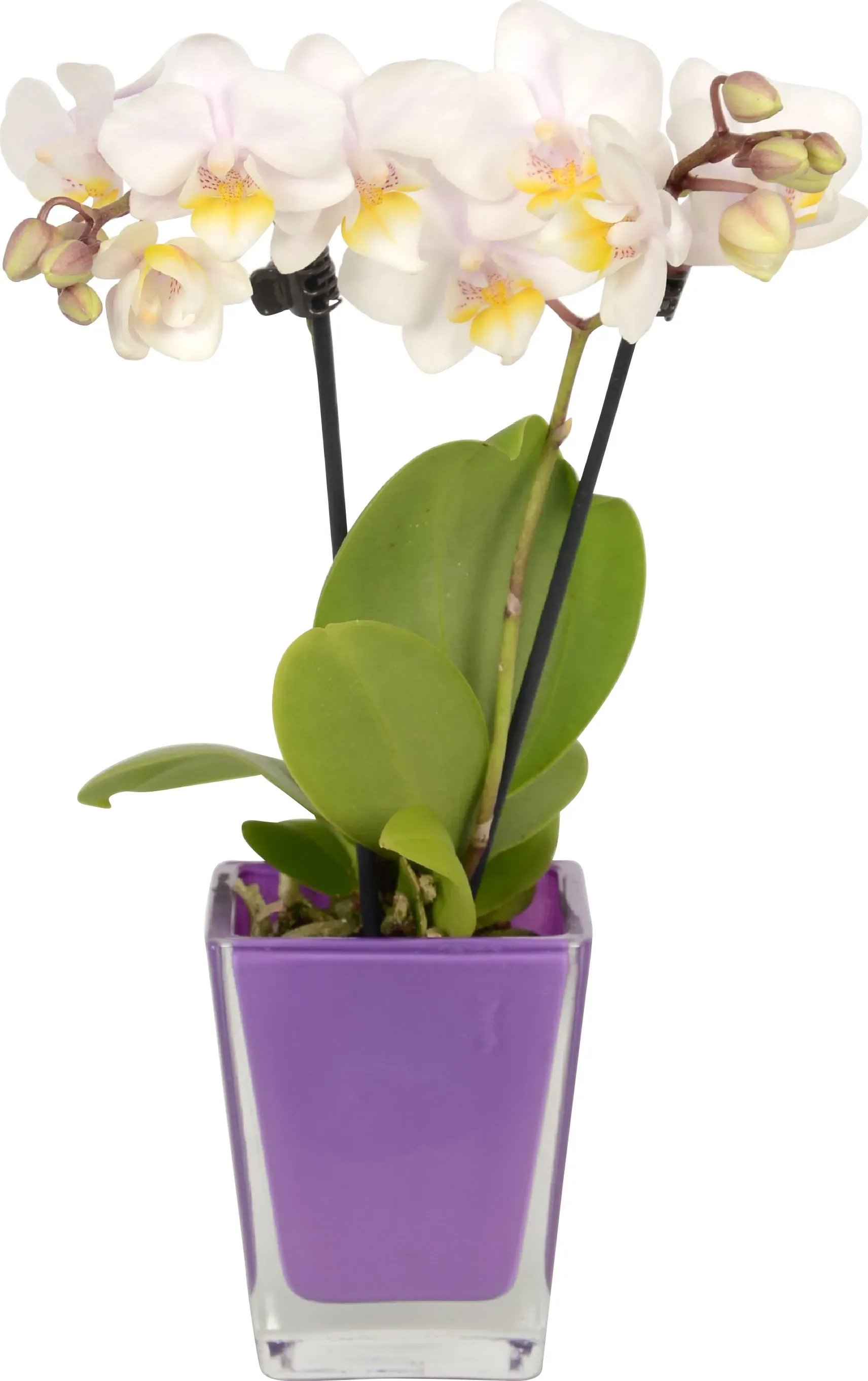 Phalaenopsis mini orchidea 2 výhonky v sklenenom hranatom črepníku ...
