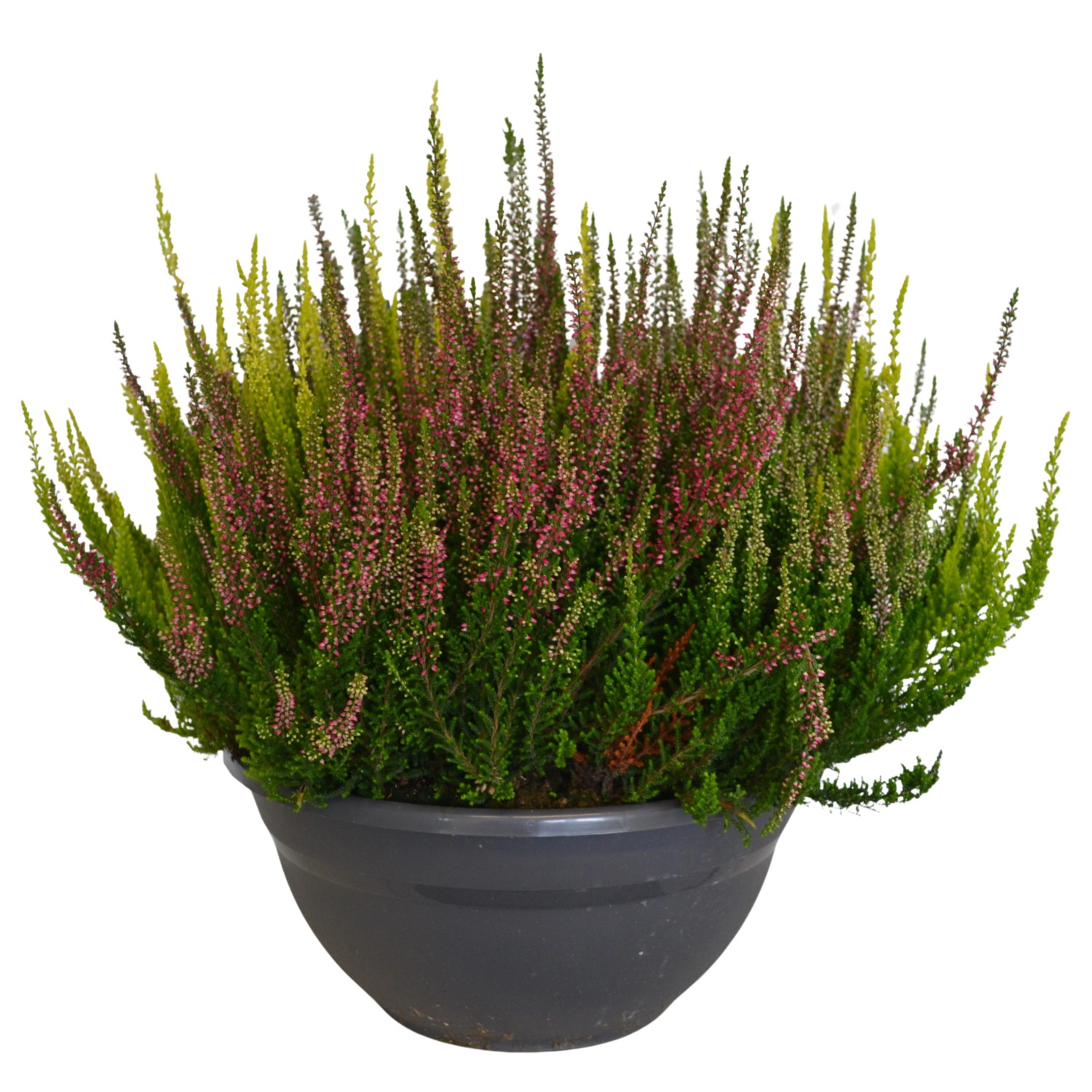 Vres obyčajný (Calluna vulgaris) "Garden Girls" v miske, pr. kv. 23 cm ...