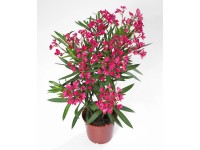 Oleander nákup v OBI!