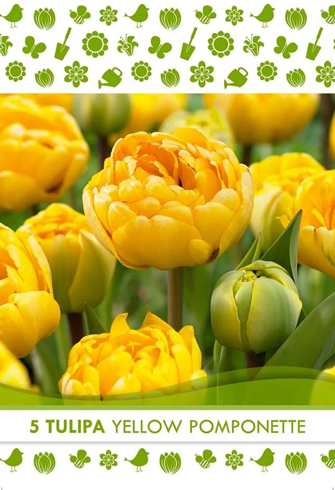 Royal De Ree Holland Kvetinové cibuľky tulipán (Tulipa) "Yellow ...