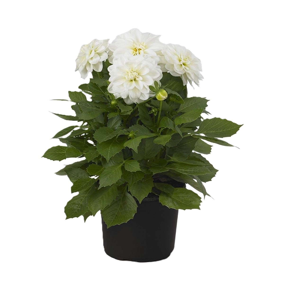 Royal Lemkes Georgína (Dhalia) "Dahlietta Whitney" výška 25-30 cm, pr ...