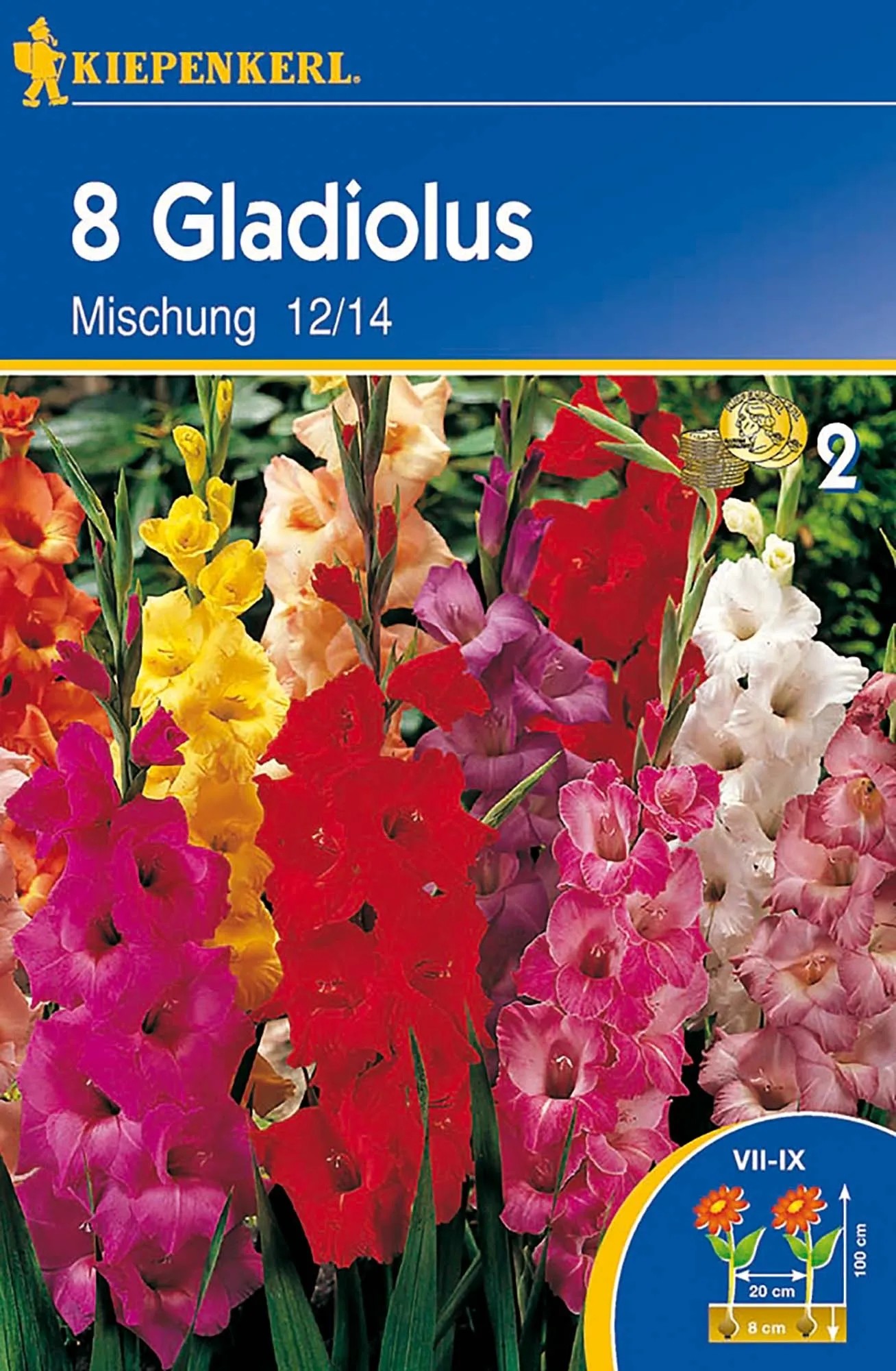 Mix holandských gladiol nakúpiť v OBI