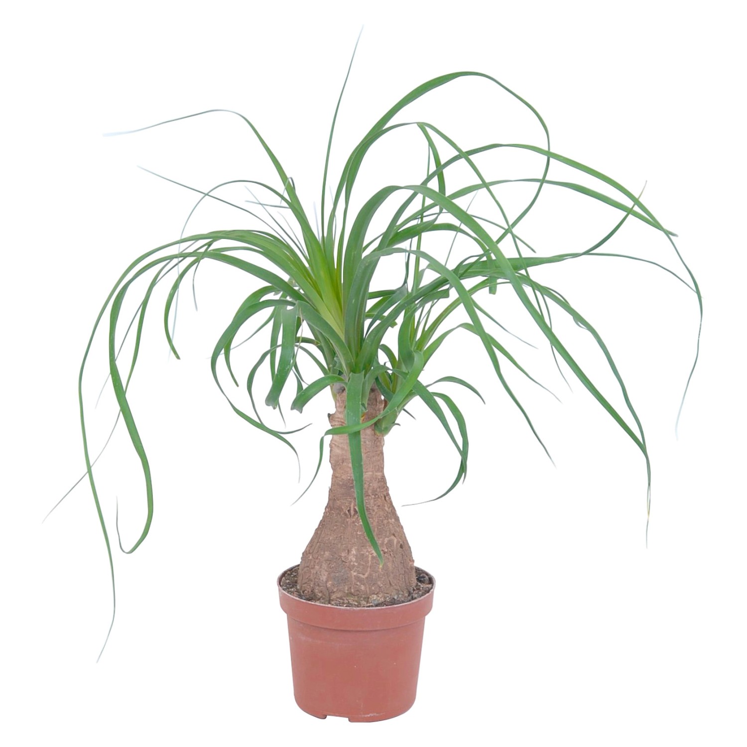 GROW by OBI Slonia noha priemer kvetináča cca 12 cm nakúpiť v OBI