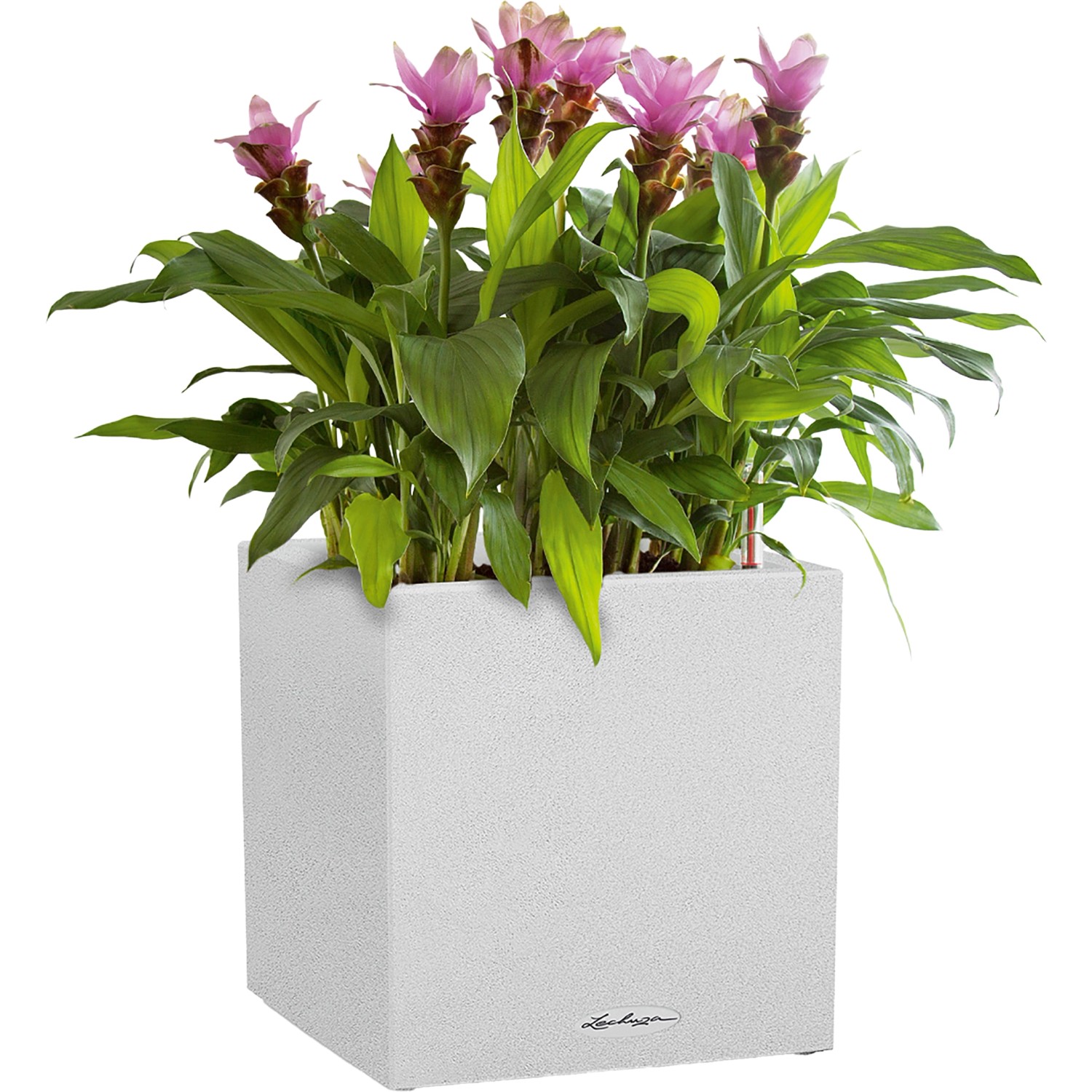 Lechuza Kvetináč Canto Stone Low 30 biely, 300 x 300 x 560 mm nakúpiť v OBI