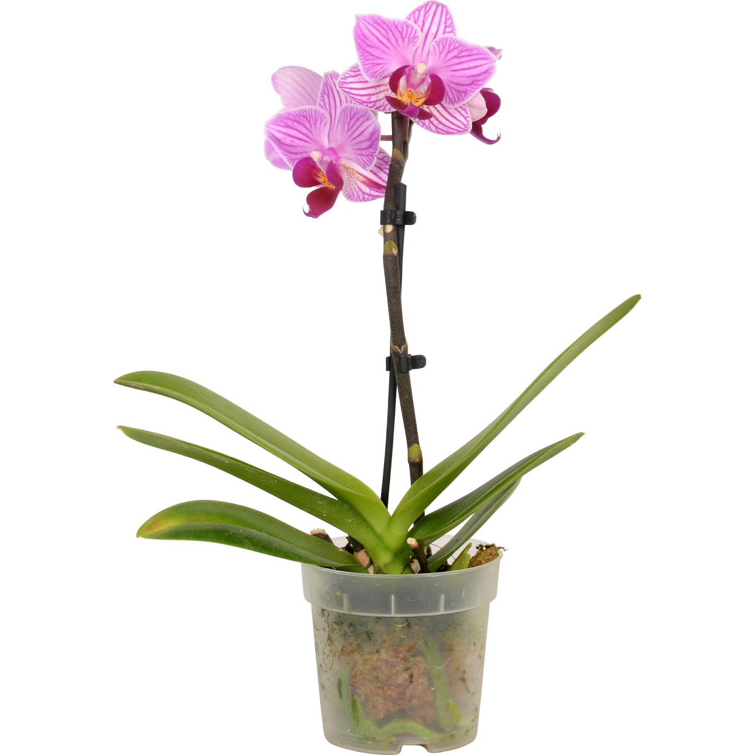 Mini orchidea motýlokvetá 1-výhonková priemer kvetináča cca 7 cm ...
