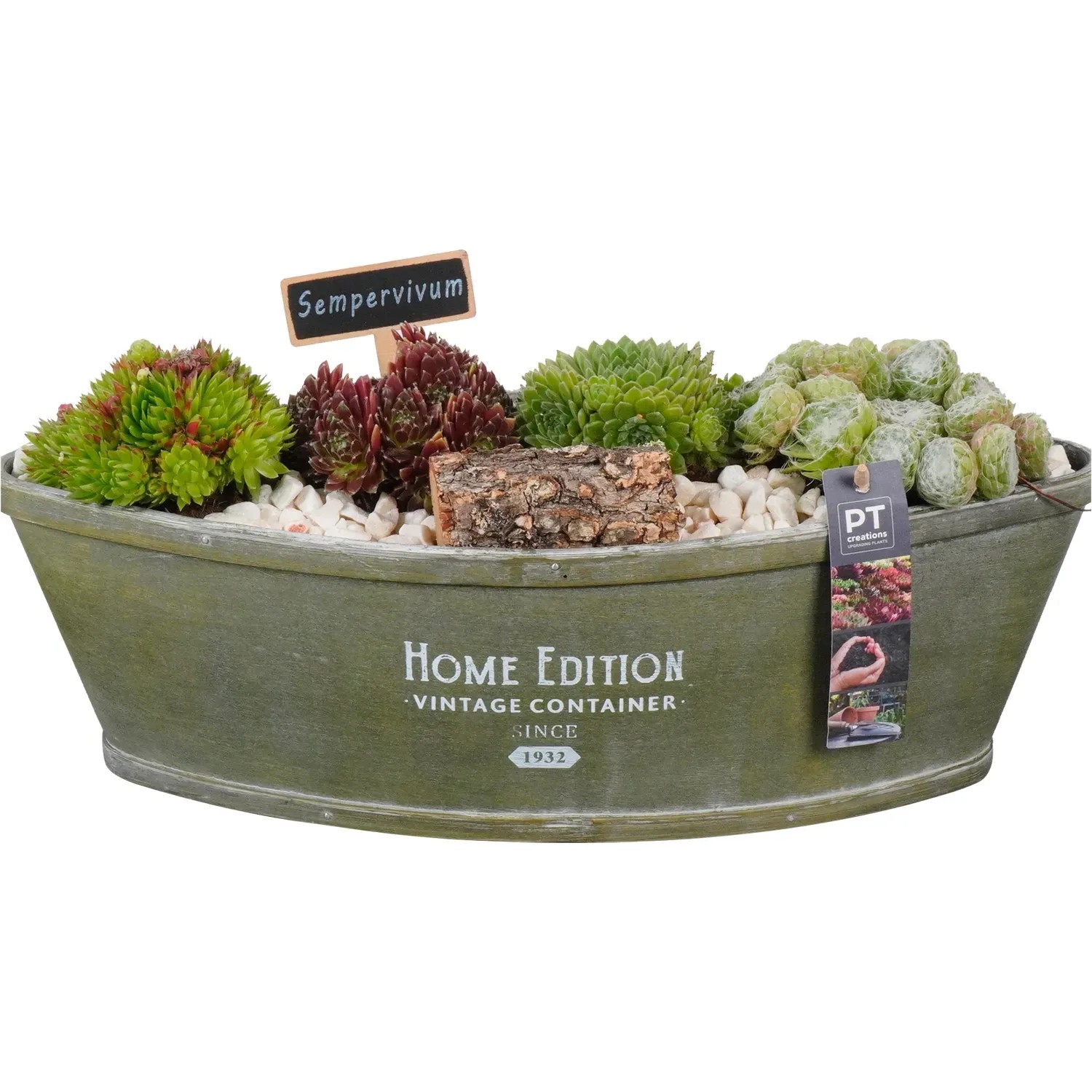 Royal Lemkes Netresky (Sempervivum) v drevenej nádobe 42 cm