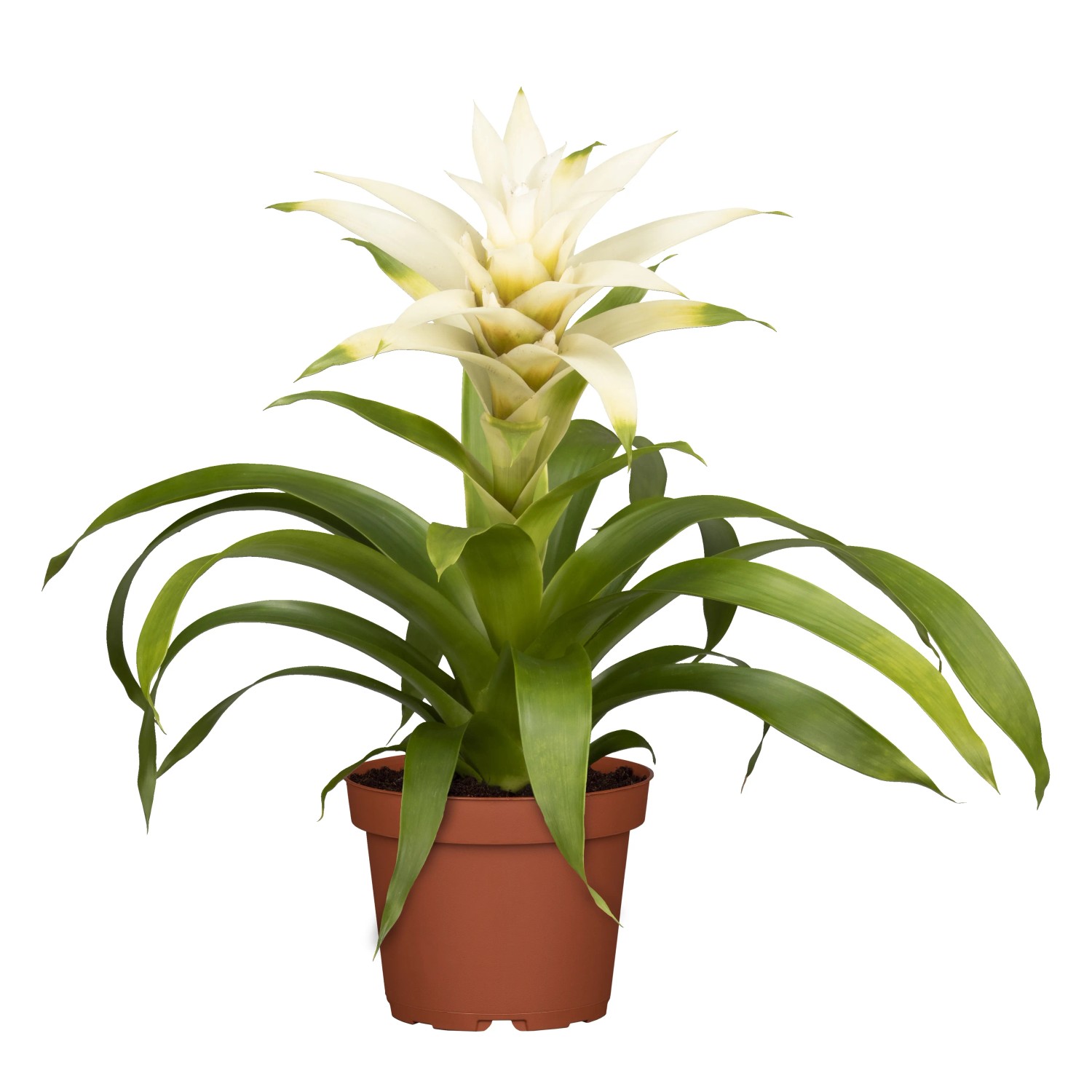 Guzmánia "Deseo" biela pr. kvetináča cca 12 cm (Guzmania) nakúpiť v OBI