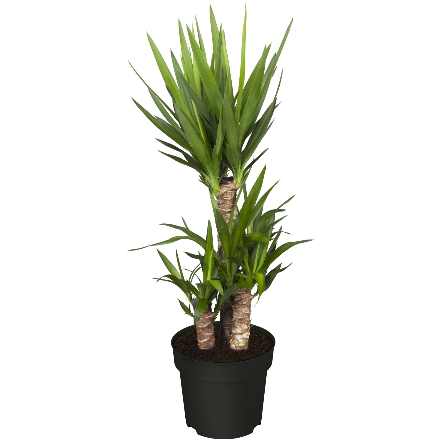 Royal Lemkes Juka obrovská (Yucca elephantipes) cca výška 50 cm, pr. 15 cm