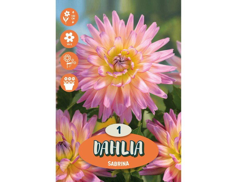 Cibuľka georgína (Dahlia) ''Sabrina'', 1 ks nakúpiť v OBI