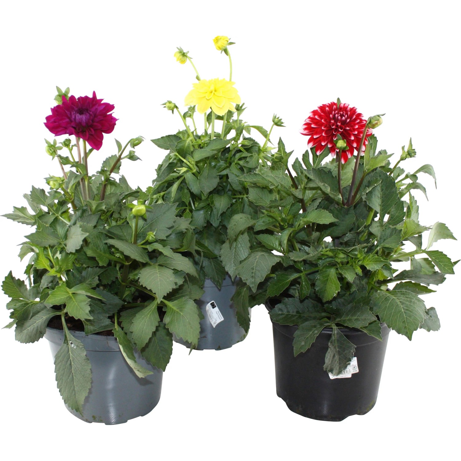 OBI Georgína "Dahlegria" priemer kvetináča cca 19 cm Dahlia Hybride ...