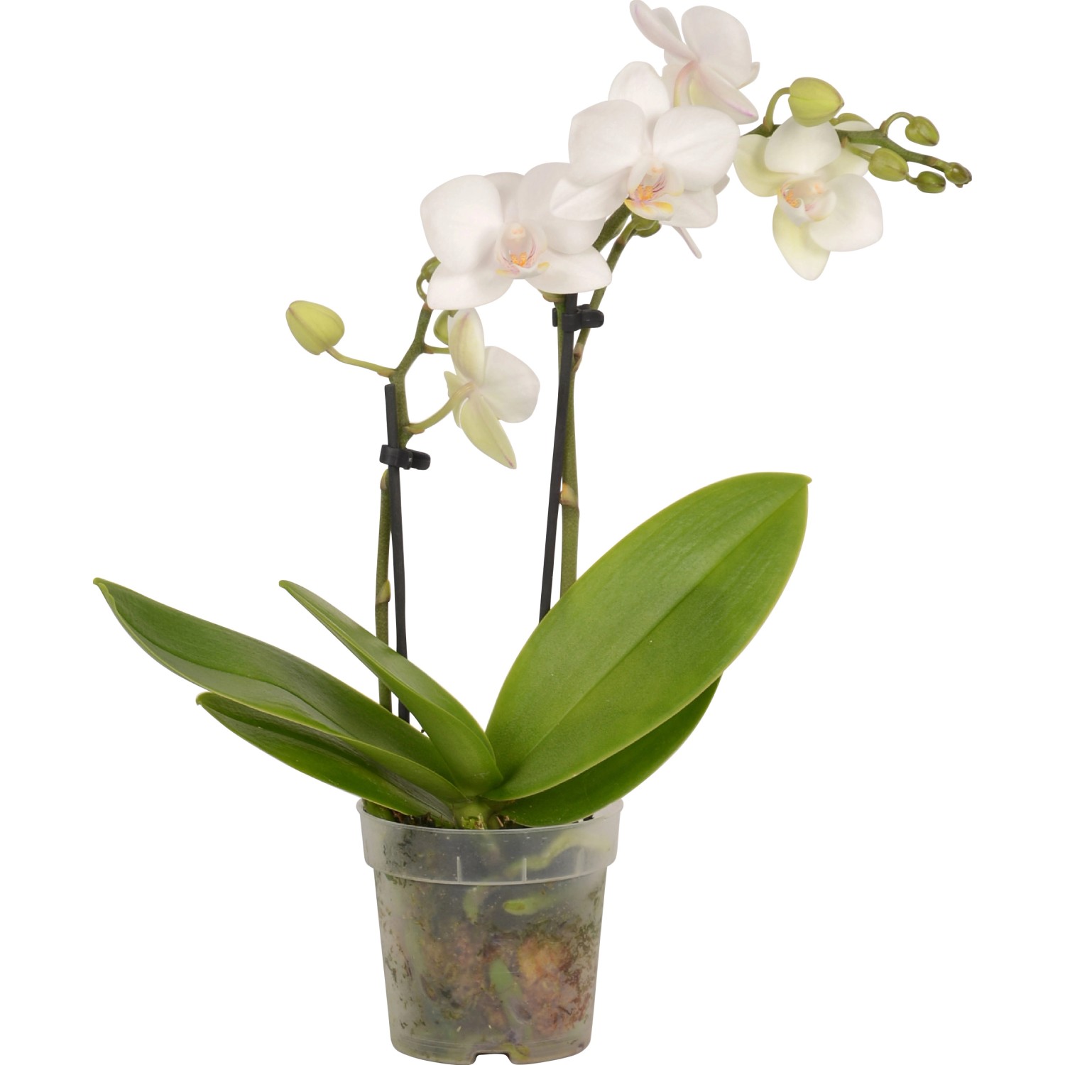 Mini orchidea motýlokvetá 2-výhonková priemer kvetináča cca 7 cm ...