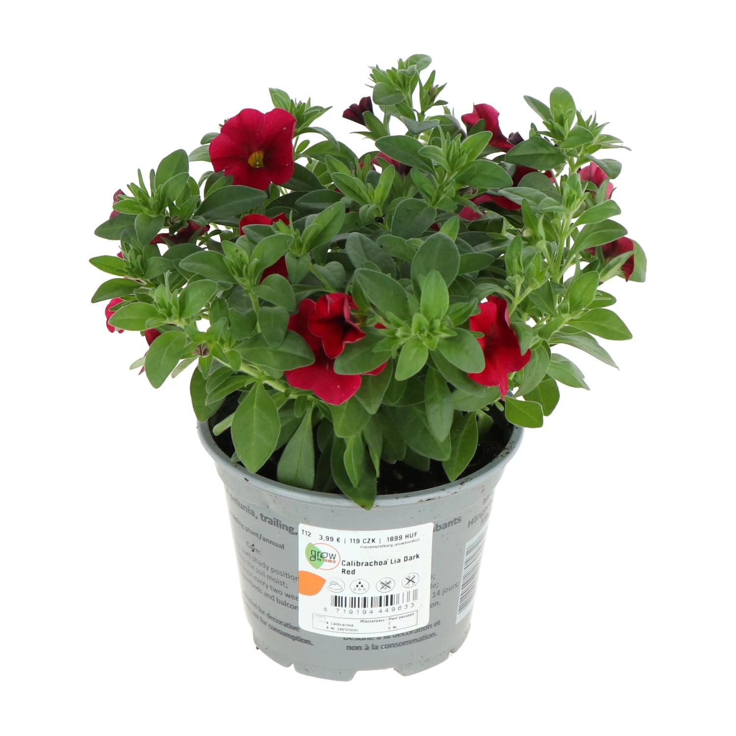 GROW by OBI Minipetúnia (Calibrachoa hybrid) "Lia Blue Purple" cca pr ...