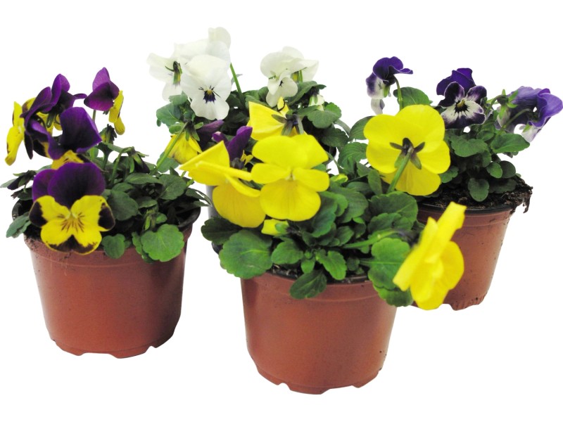 WW Flora Sirôtka drobnokvetá (Viola cornuta) rôzne farby cca pr. 9 cm