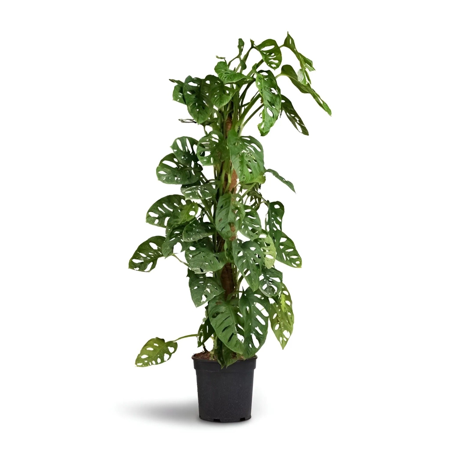 GROW by OBI Monstera (Monstera Andansonii) "Monkey Mask", na tyči, pr ...