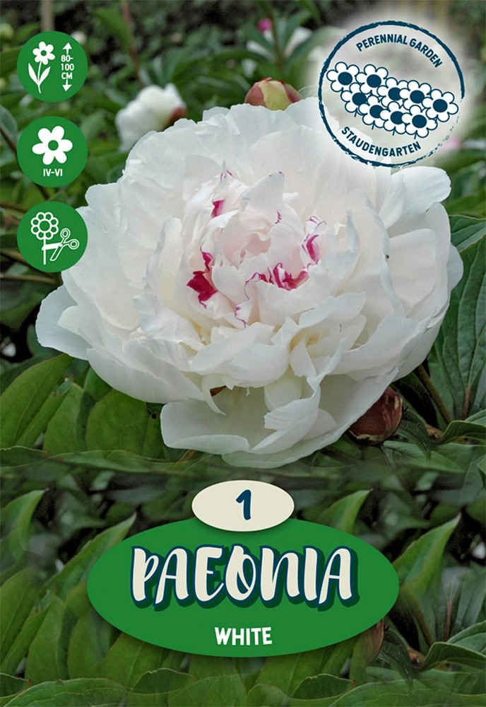 Pivonka biela nakúpiť v OBI