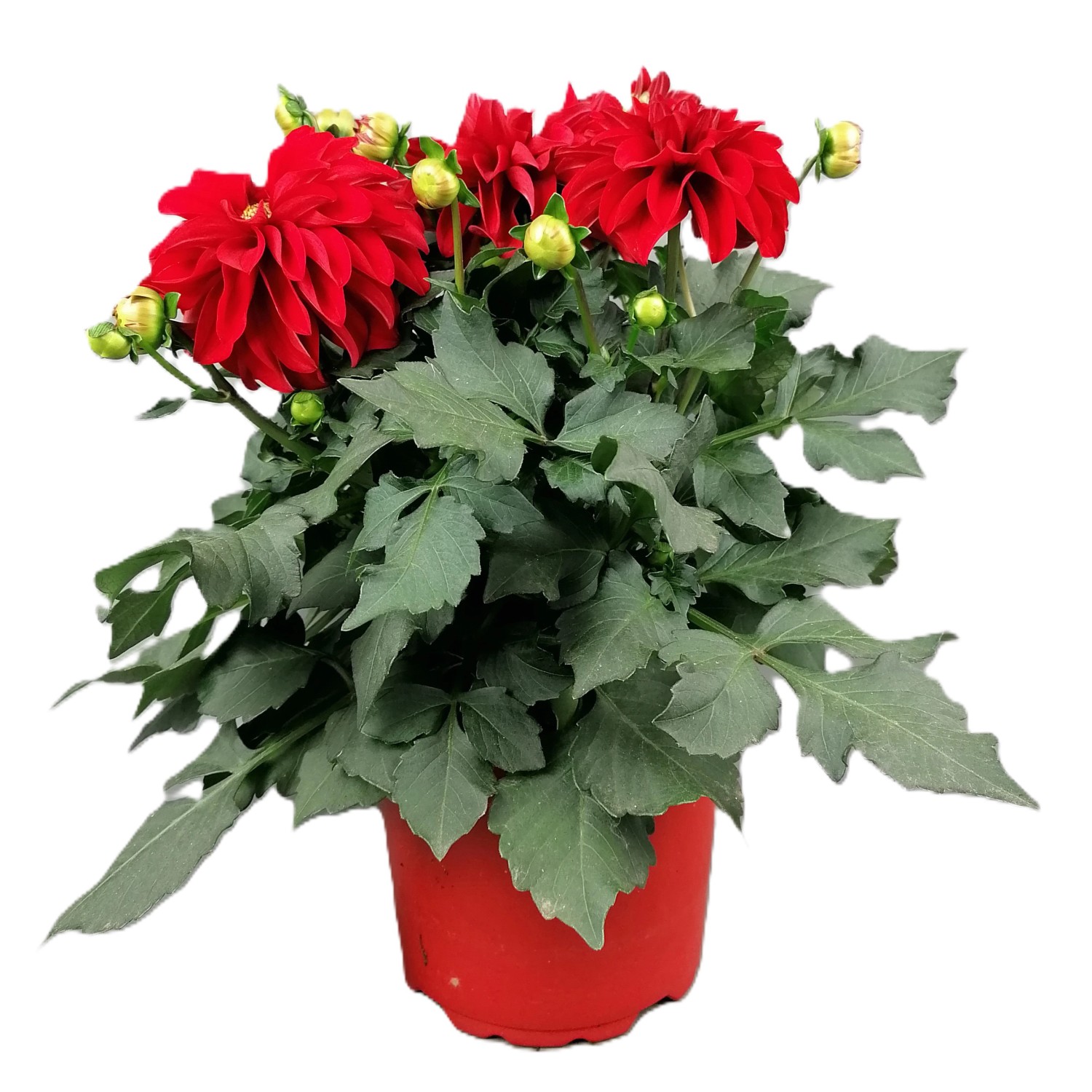 Royal Lemkes Georgína (Dhalia) "Dahlietta" rôzne farby výška 25-30 cm ...