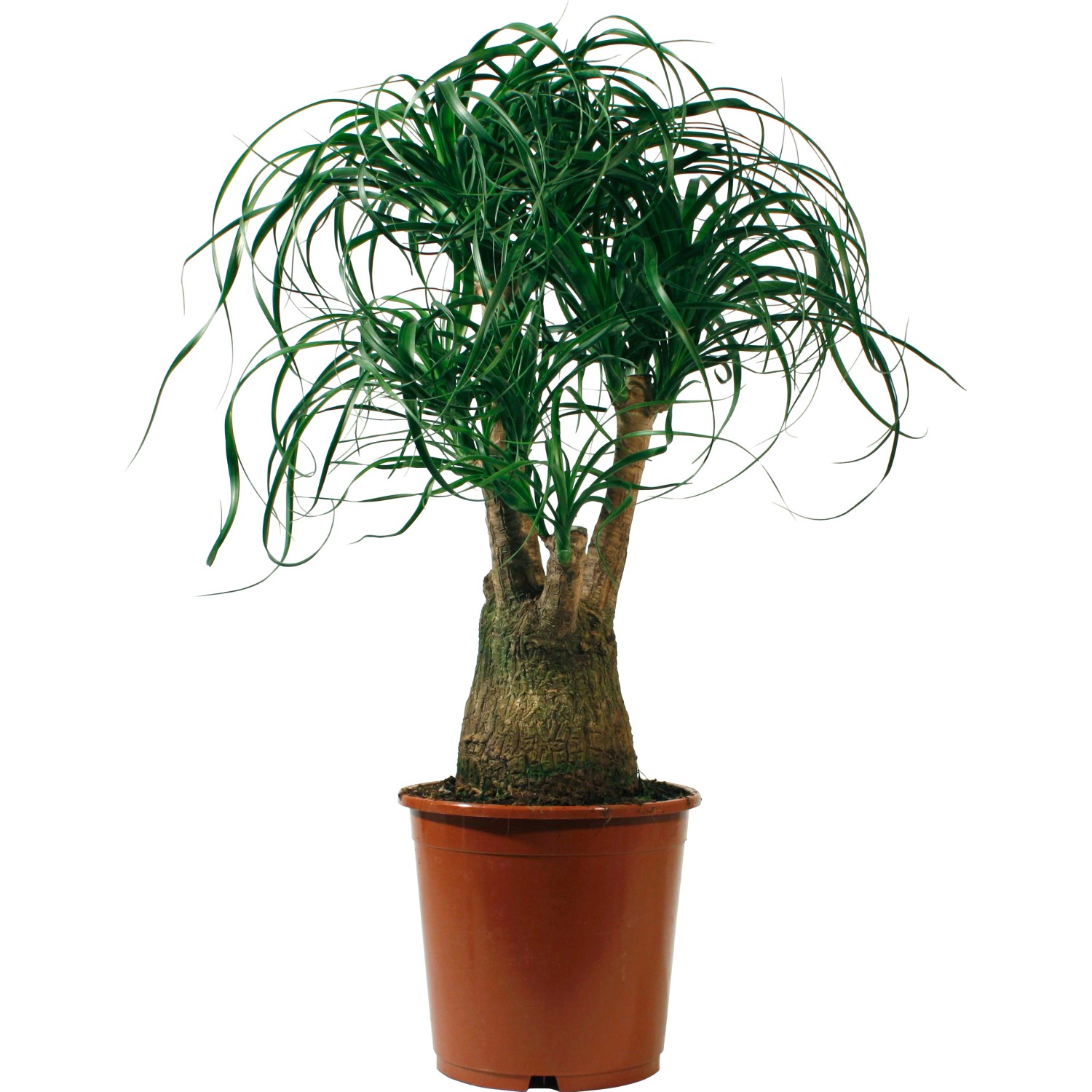 Slonia noha priemer kvetináča cca 21 cm nakúpiť v OBI