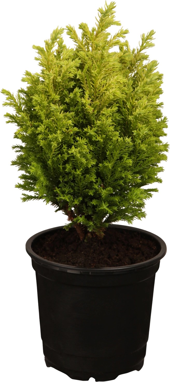 Konifery Mix nakúpiť v OBI