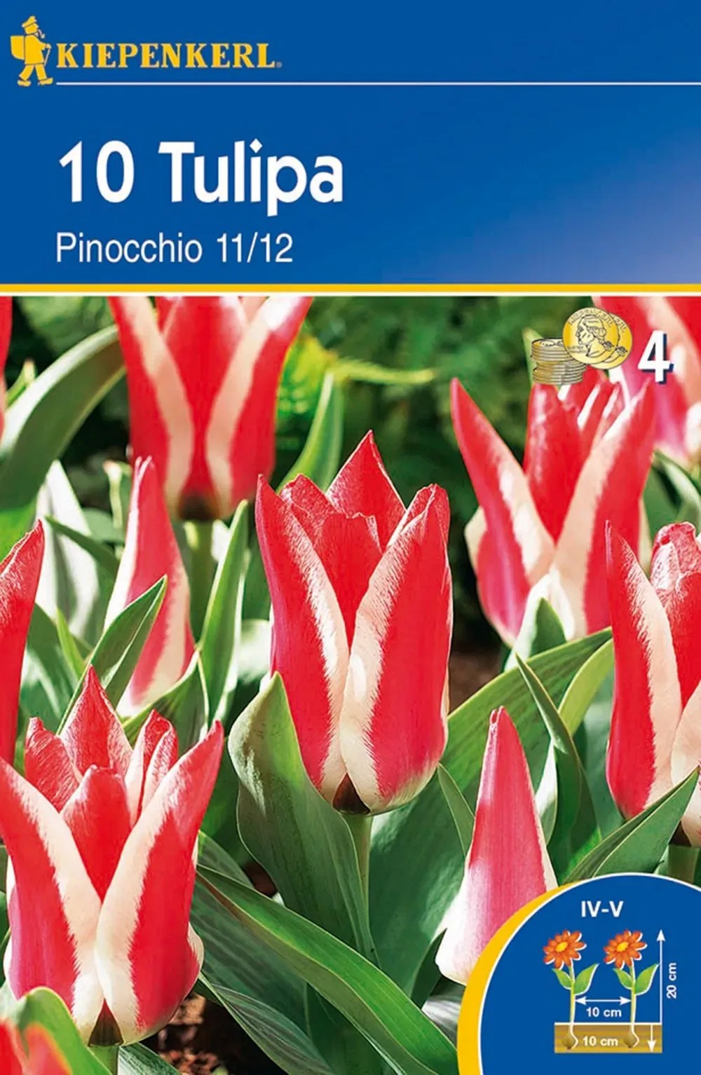 Tulipán Pinoccio nakúpiť v OBI