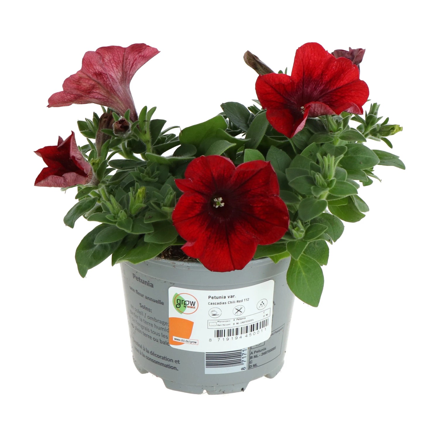 GROW by OBI Petúnia (Petunia) "Cascadia Chili Red" cca pr. 12 cm ...