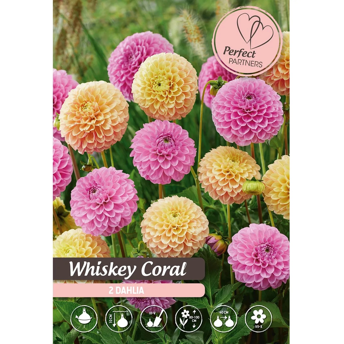Cibuľka georgína (Dahlia) ''Whiskey Coral'', 1 ks nakúpiť v OBI