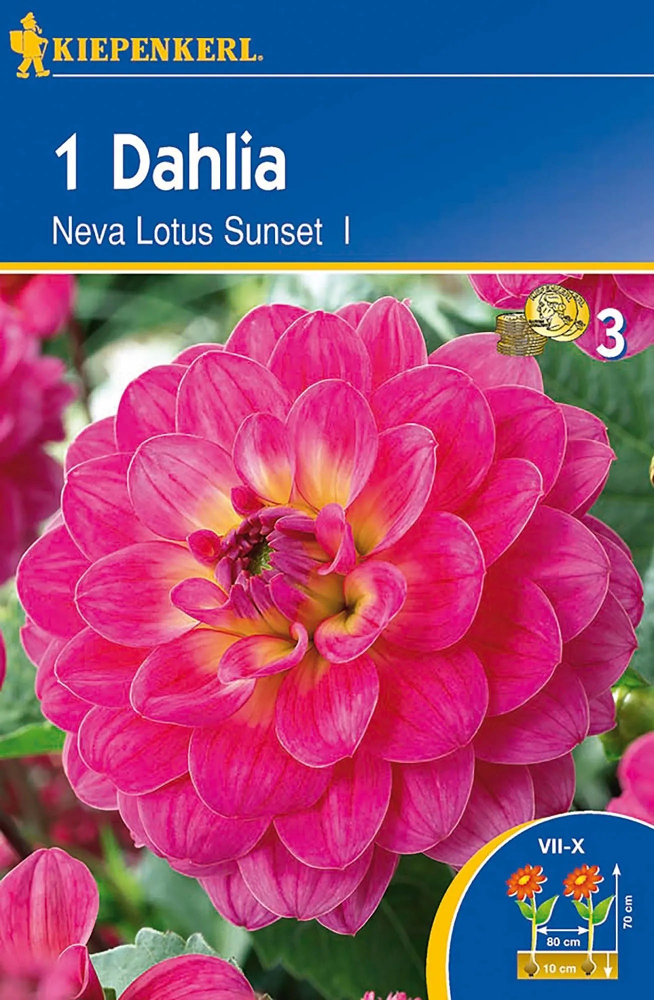 Leknínová georgína Neva Lotus Sunset nakúpiť v OBI