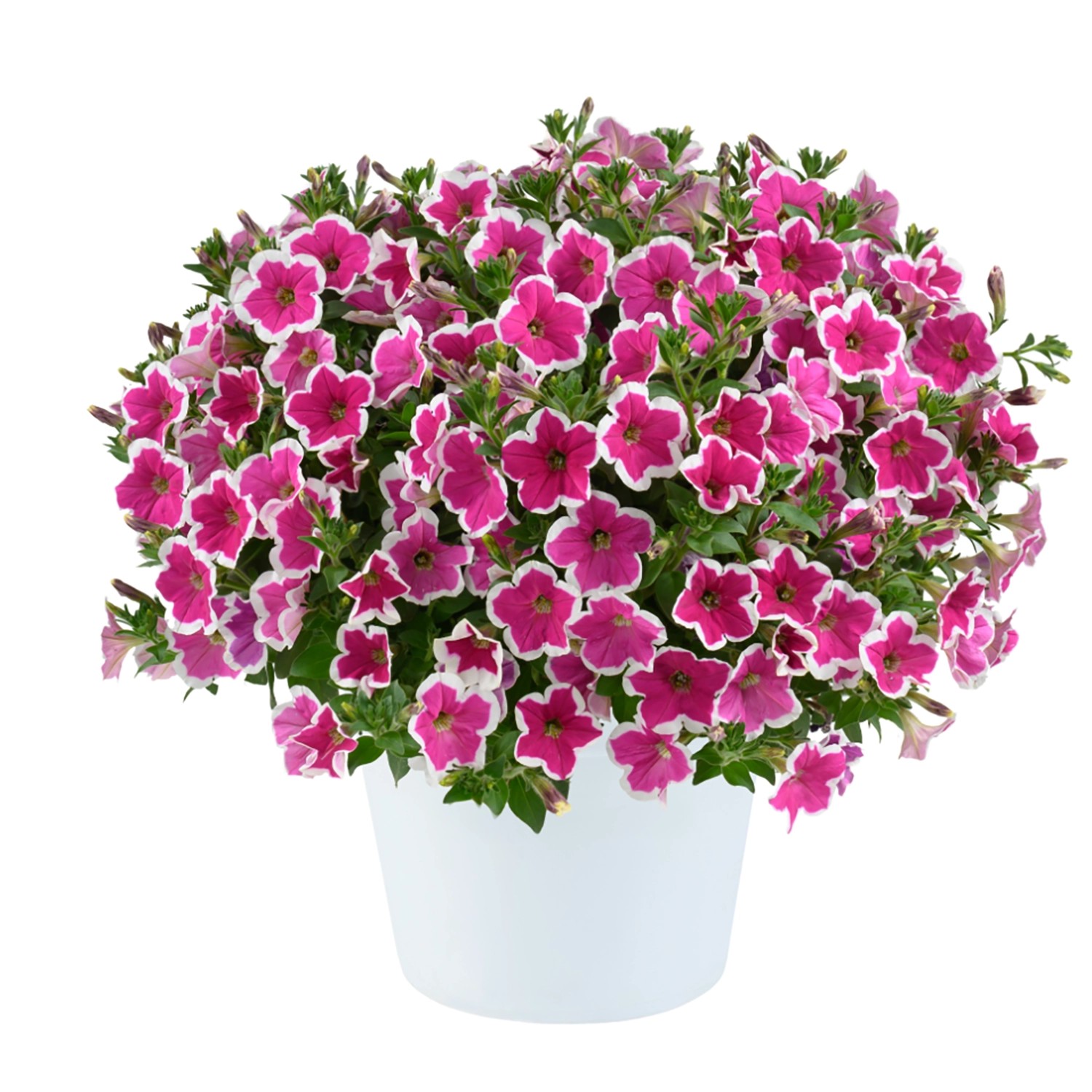 OBI Petúnia (Petunia hybrida) "Capella Rim Fuchsia" výška 15 cm, pr. 12 ...