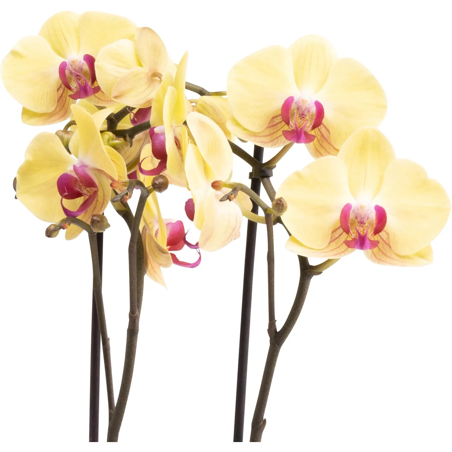 OBI Orchidea motýľokvetá Asian Gold, 60-70 cm, pr. kvetináča cca 12 cm ...