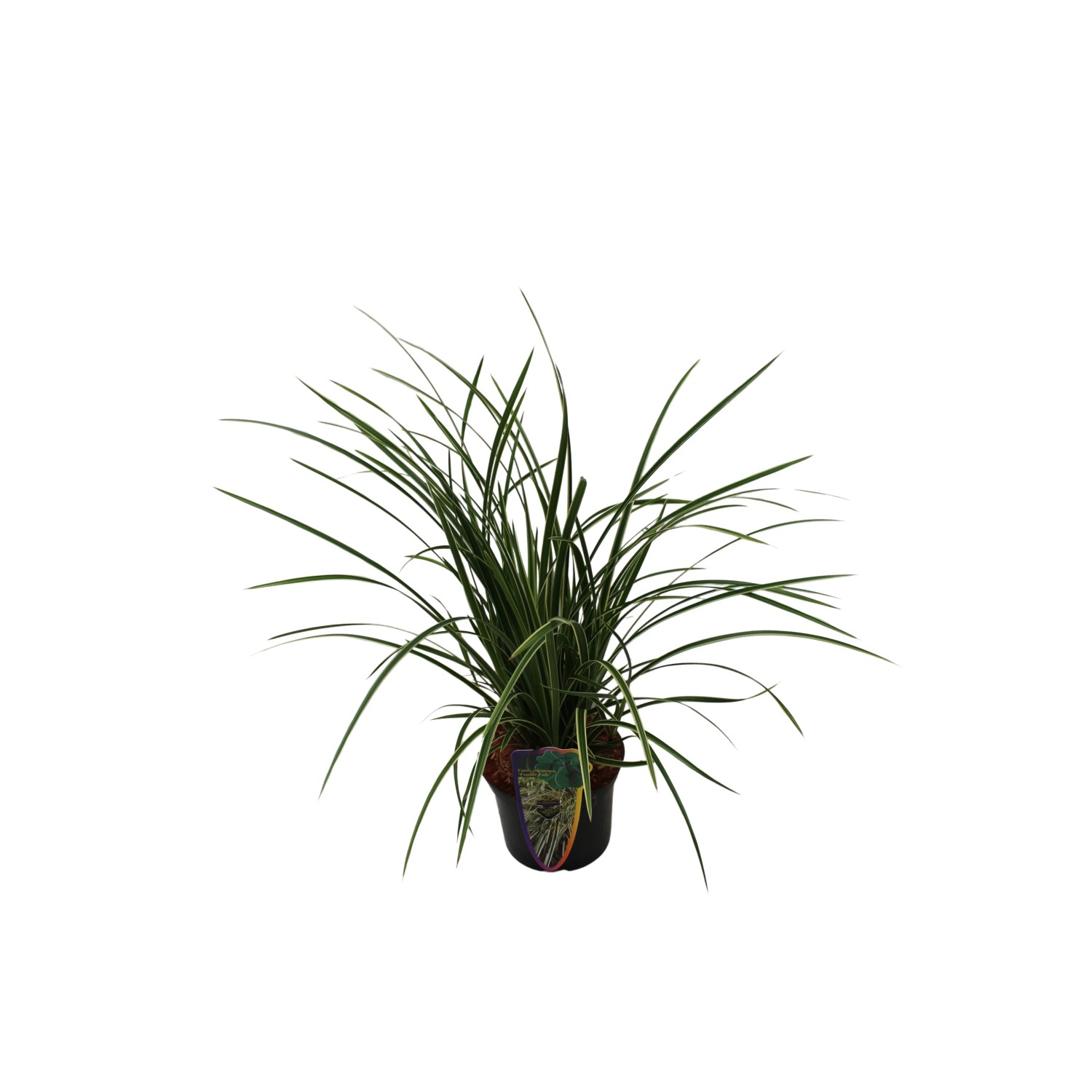 GROW by OBI Ostrice (Carex) "Feather Falls", pr. kv. 17 cm