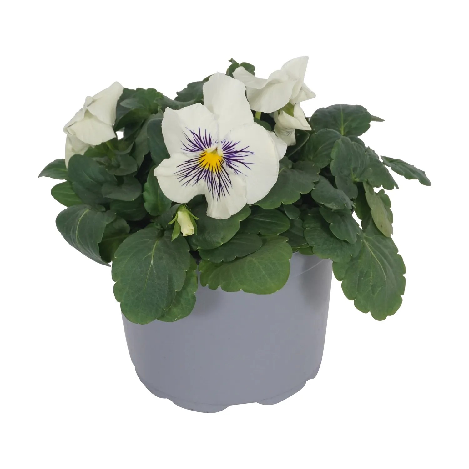 Grow by OBI Violka záhradná (Viola wittrockiana) Cats pr. 13 cm nakúpiť ...