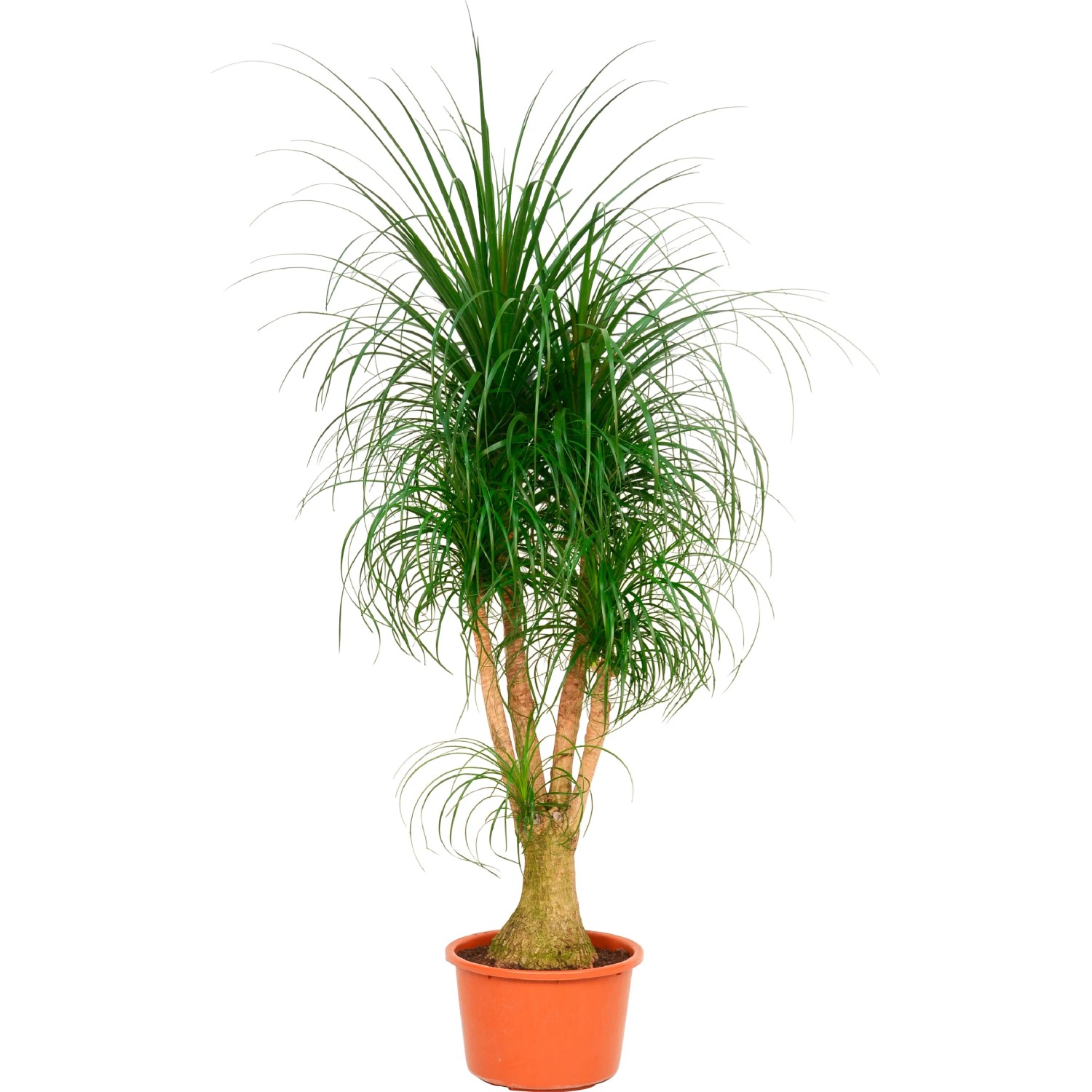 Slonia noha výška cca 120 - 140 cm priemer kvetináča cca 44 cm ...