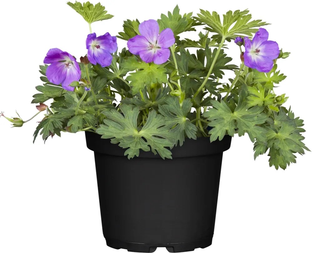 Pakost "Rozanne" modrý priemer kvetináča cca 13 cm Geranium nakúpiť v OBI