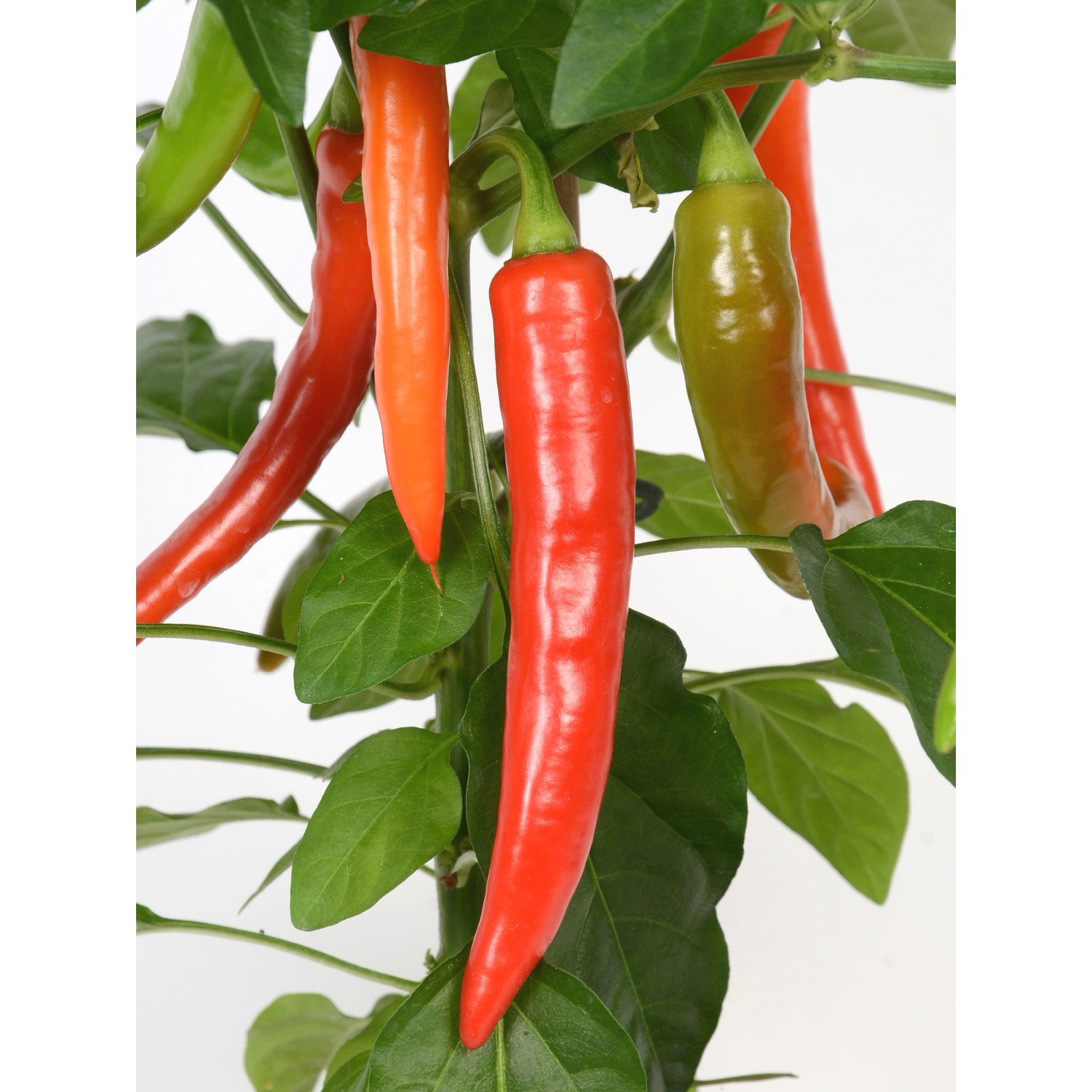 OBI Feferonka Pick & Joy pr. kvetináča 14 cm, výška 40-50 cm nakúpiť v OBI