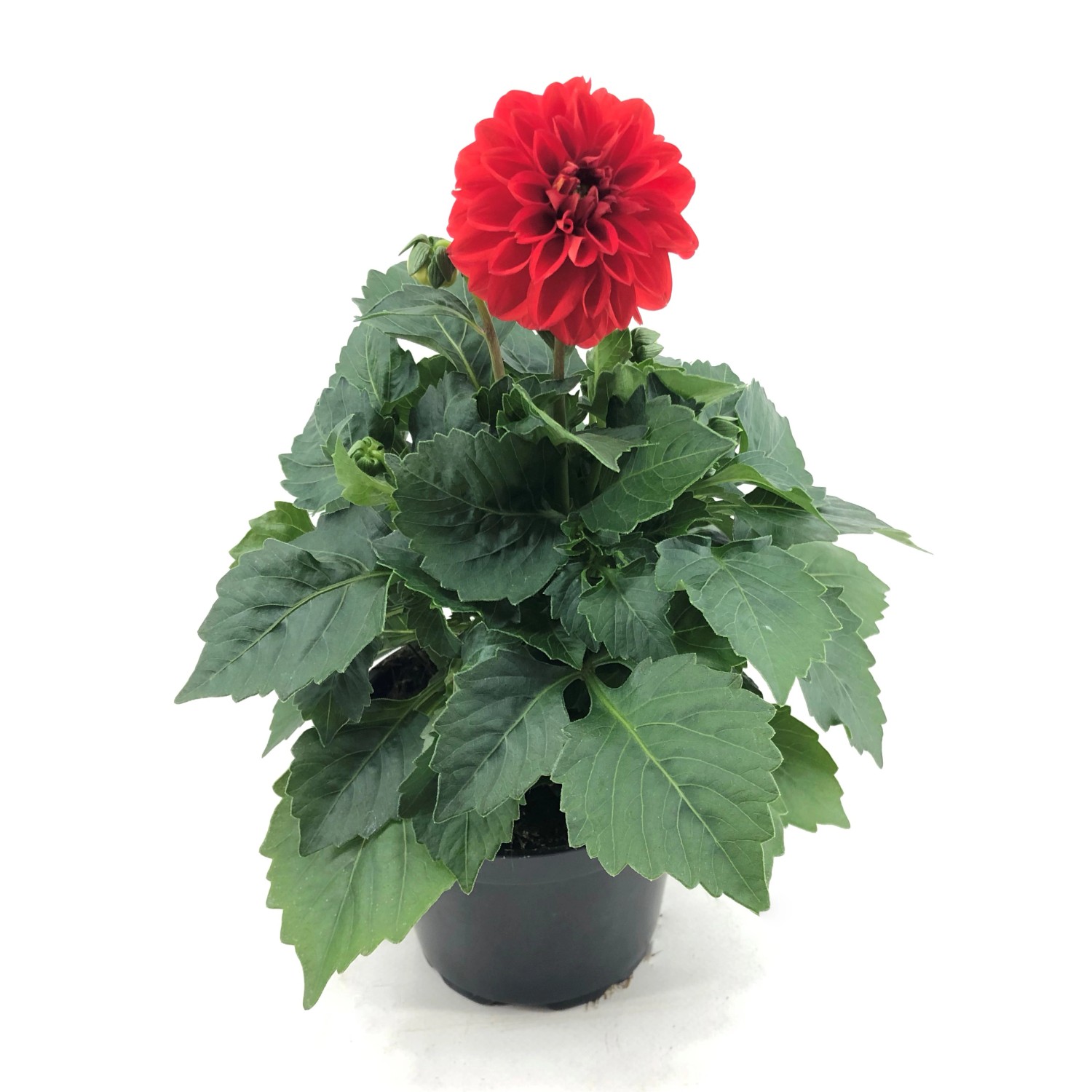 GROW by OBI Georgína (Dhalia) "Culture" cca 28 cm nakúpiť v OBI