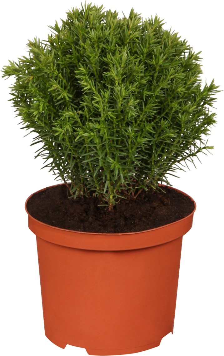 OBI Tuja západná "Teddy" výška cca 5 - 10 cm kvetináč cca 2 l nakúpiť v OBI