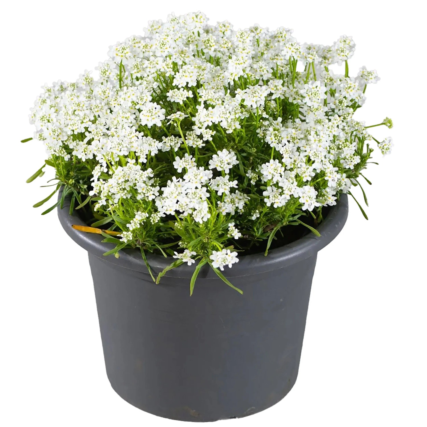 Royal Lemkes Iberka vždyzelená (Iberis sempervirens) "Fischbeck" biely pr. 17 cm nakúpiť v OBI