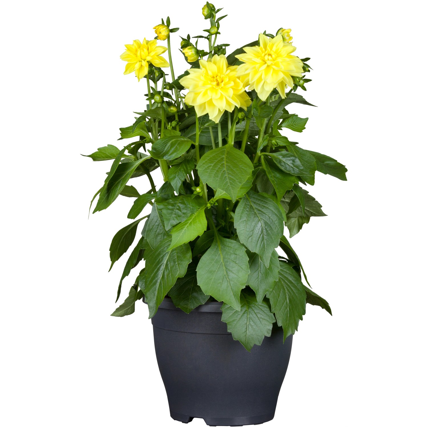 GROW by OBI Georgína (Dhalia Cordifolia) pr. cca 26 cm nakúpiť v OBI