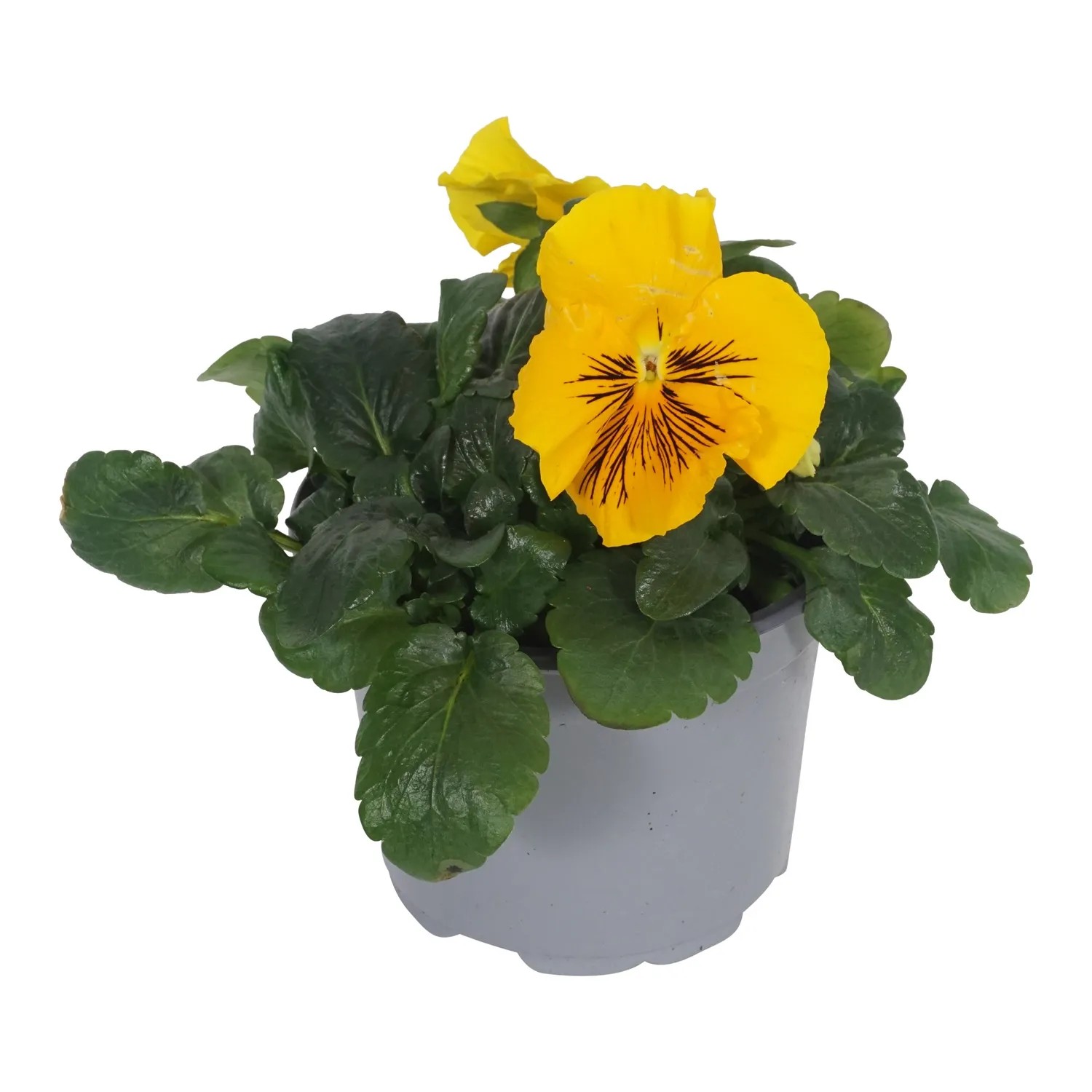 Grow by OBI Violka záhradná (Viola wittrockiana) Cats pr. 13 cm nakúpiť ...