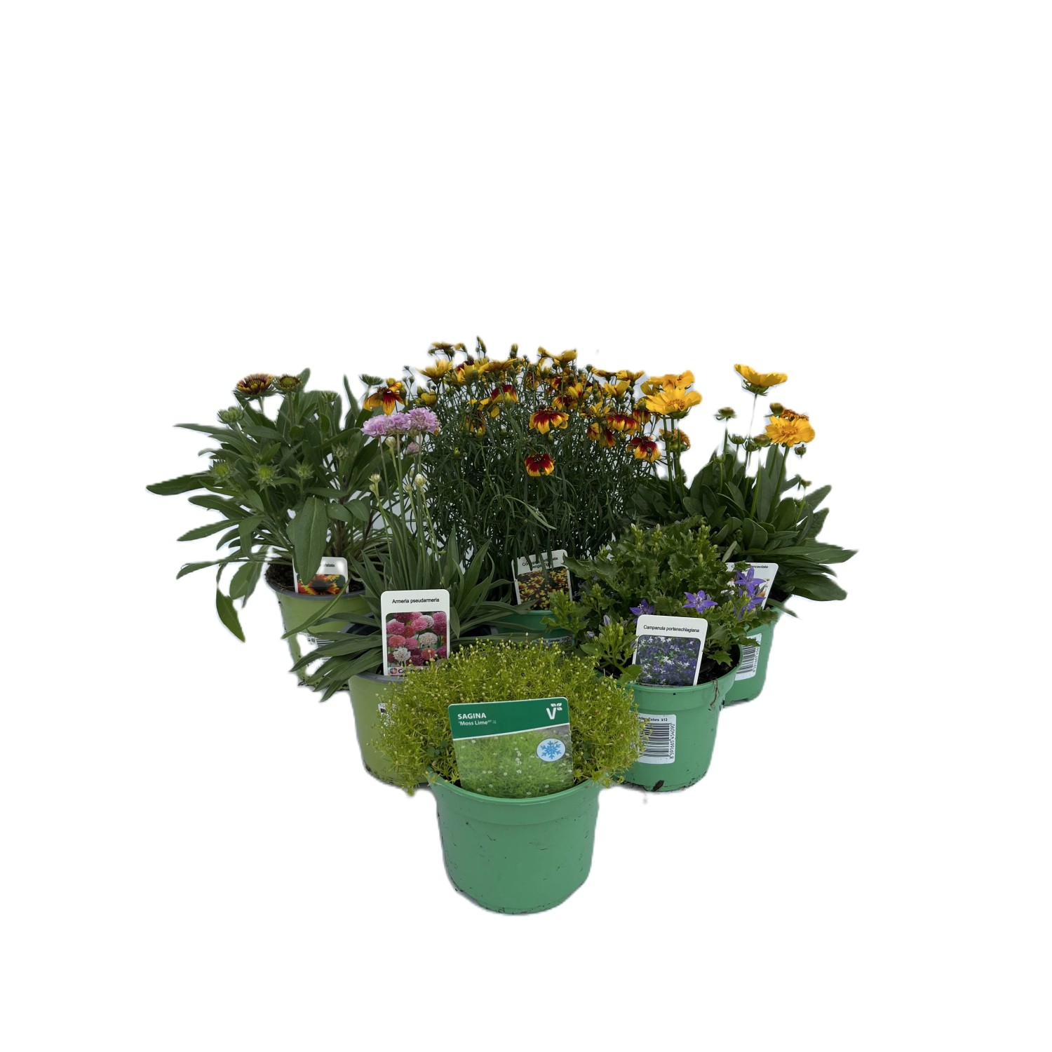 SK-Flora Rôzne druhy trvaliek v kvetináči pr. 13 cm, 1 ks nakúpiť v OBI