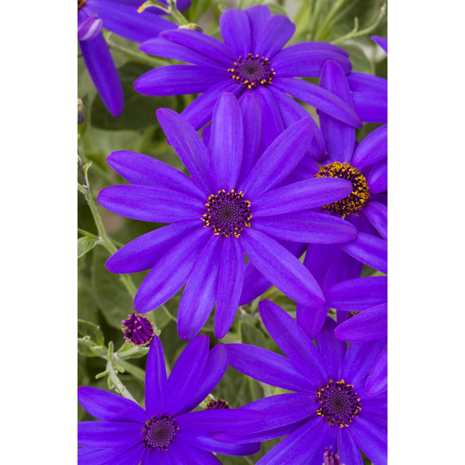 Royal Lemkes Starček krvavý (Senecio cruentus) "Senetti Deep Blue" cca ...