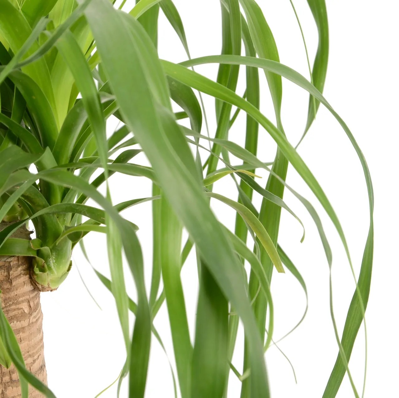 Slonia noha výška 60 - 70 cm priemer kvetináča 21 cm Beaucarnea ...