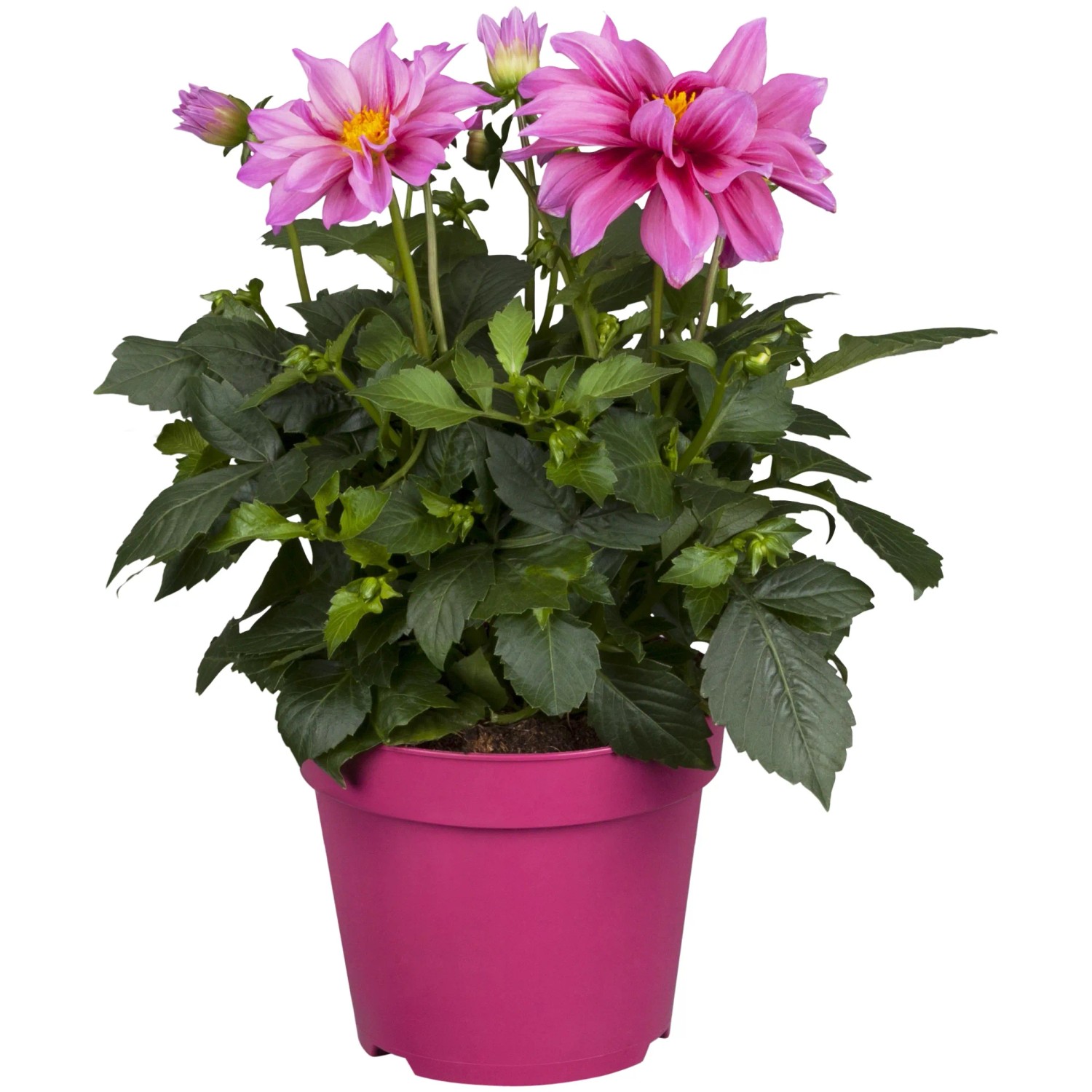 Royal Lemkes Georgína (Dhalia) "Dahlietta Emily" výška 25-30 cm, pr. 12 ...