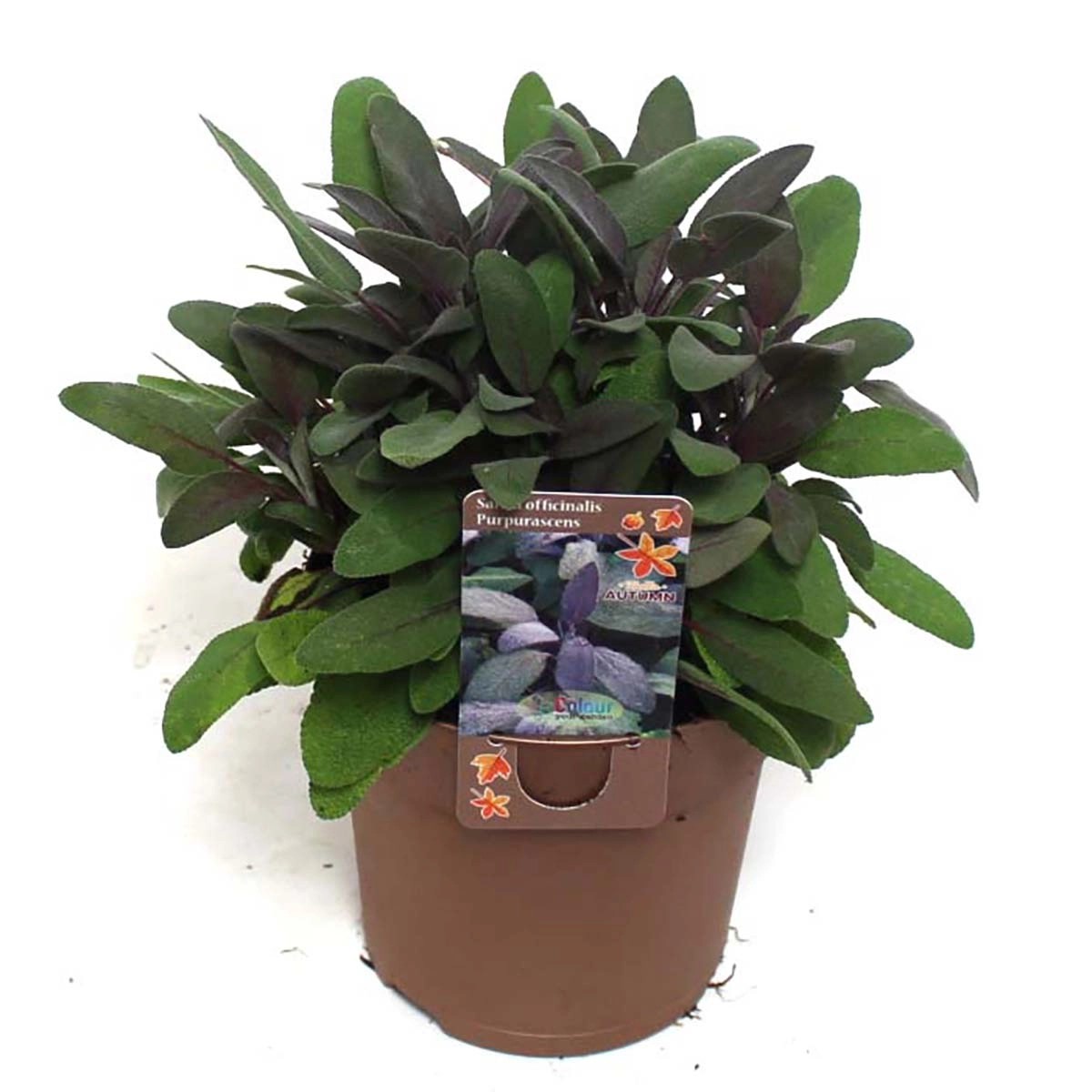 Šalvia lekárska (Salvia officinalis) "Purpurascens", 25-35 cm, pr. kv. cca 15 cm nakúpiť v OBI