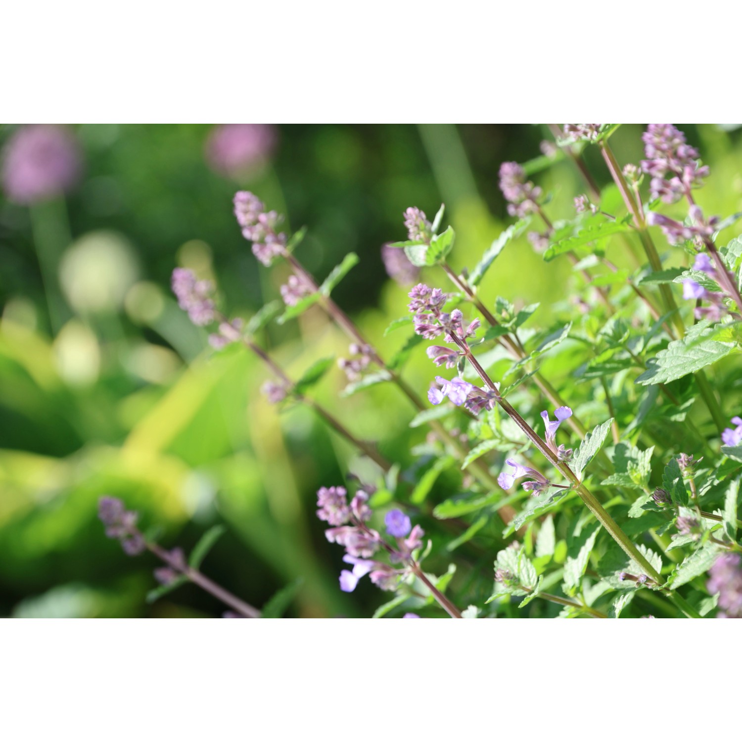 GROW by OBI Kocúrnik skrížený (Nepeta x faassenii), pr. cca 19 cm ...