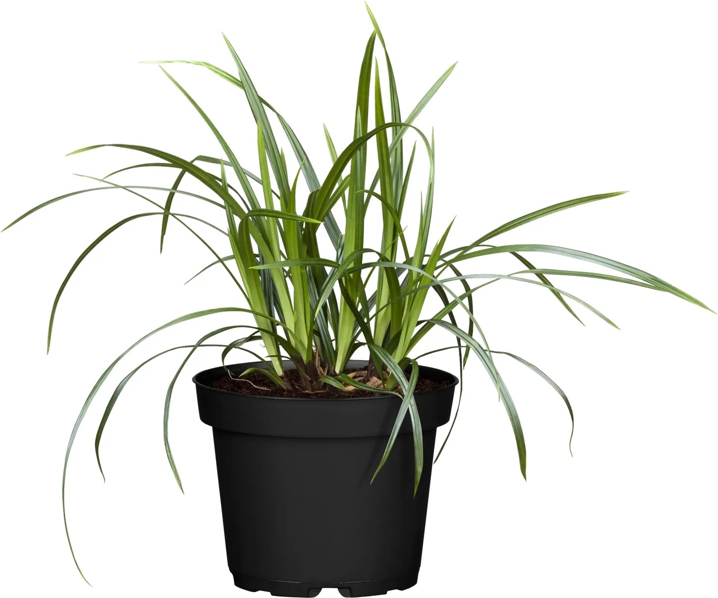 Grow by OBI Ostrice ošimenská "Carex oshimensis" Green Wonder, pr. cca ...