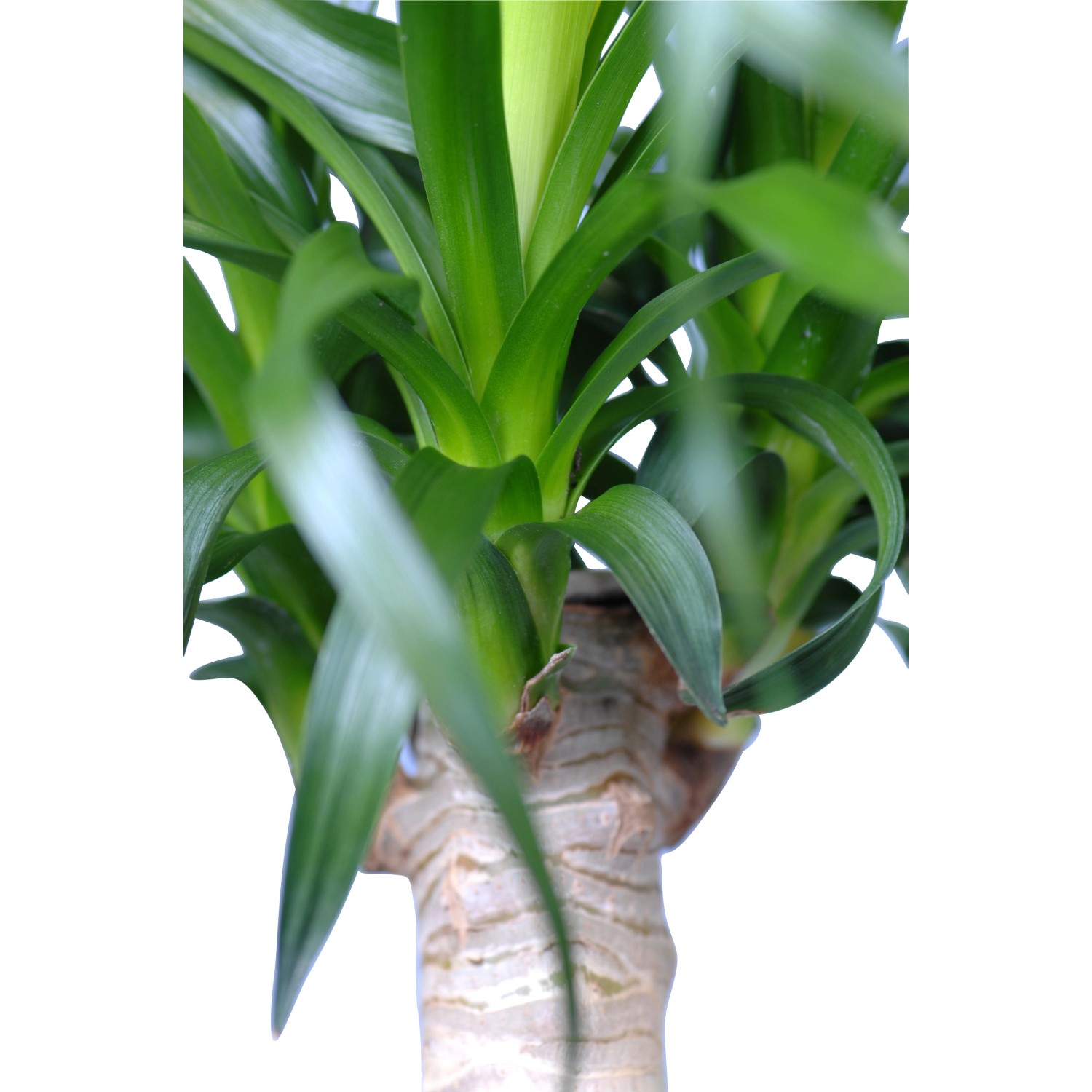 Slonia noha výška cca 110 - 115 cm priemer cca 27 cm Beaucarnea ...