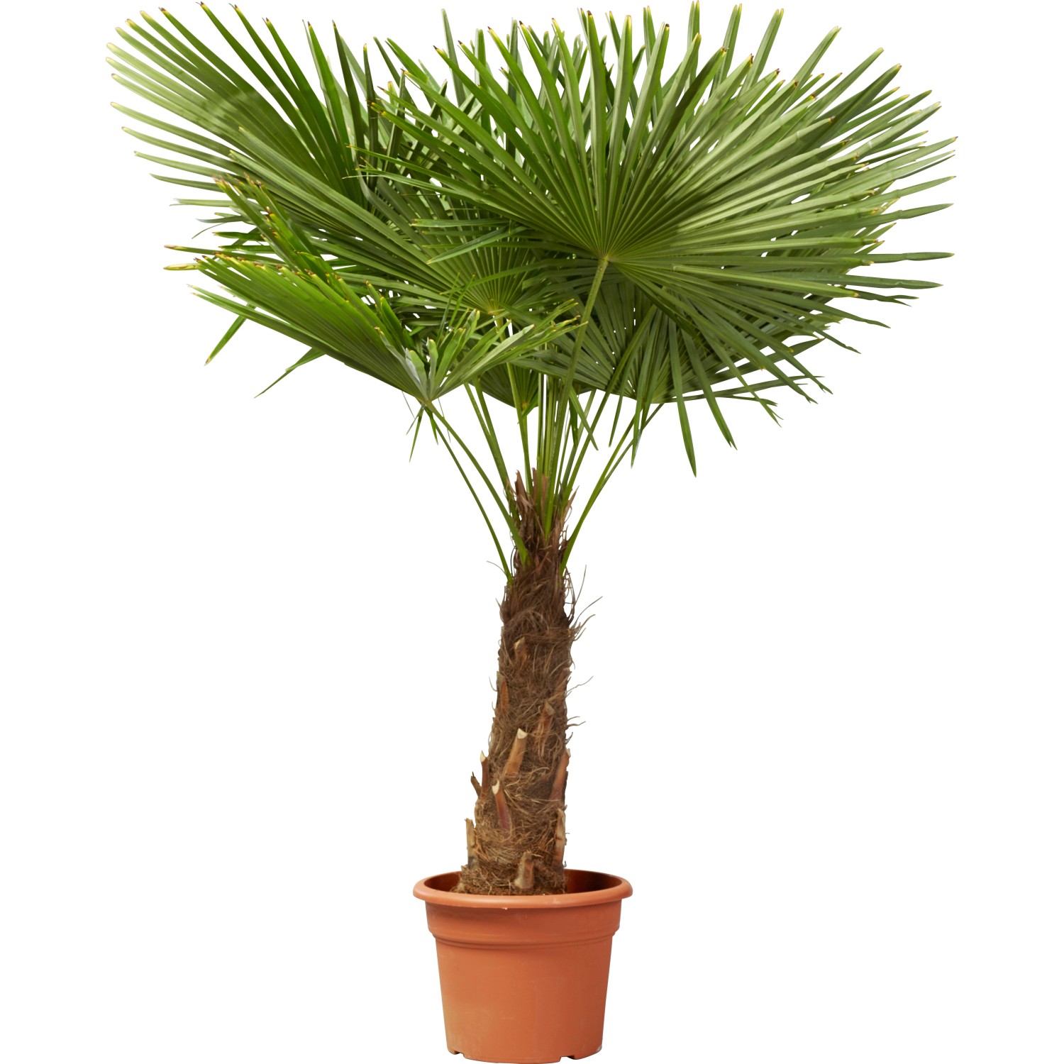 OBI Palma konopná výška cca 100 cm kvetináč cca 20 l Trachycarpus ...