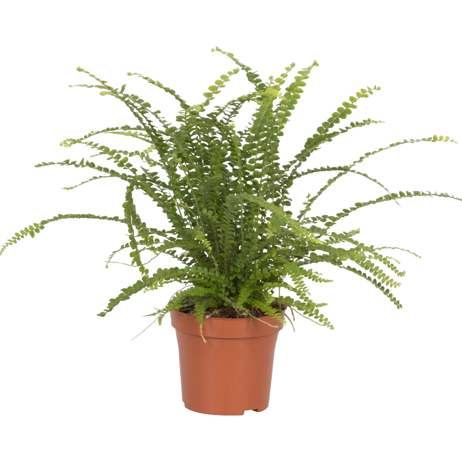 Nefrolepka "Duffy" priemer kvetináča cca 12 cm Nephrolepis nakúpiť v OBI