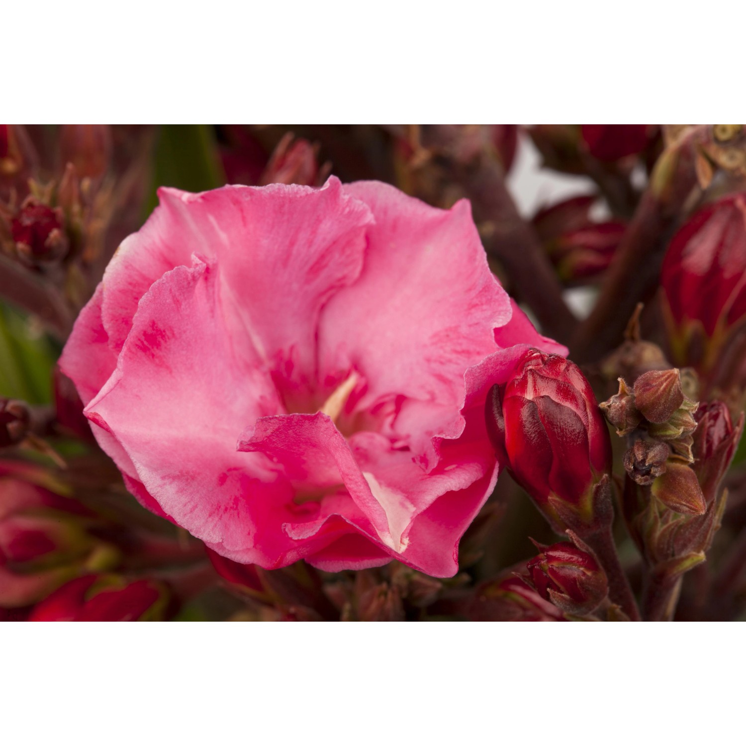 OBI Oleander obyčajný červený priemer kvetináča cca 17 cm Nerium ...