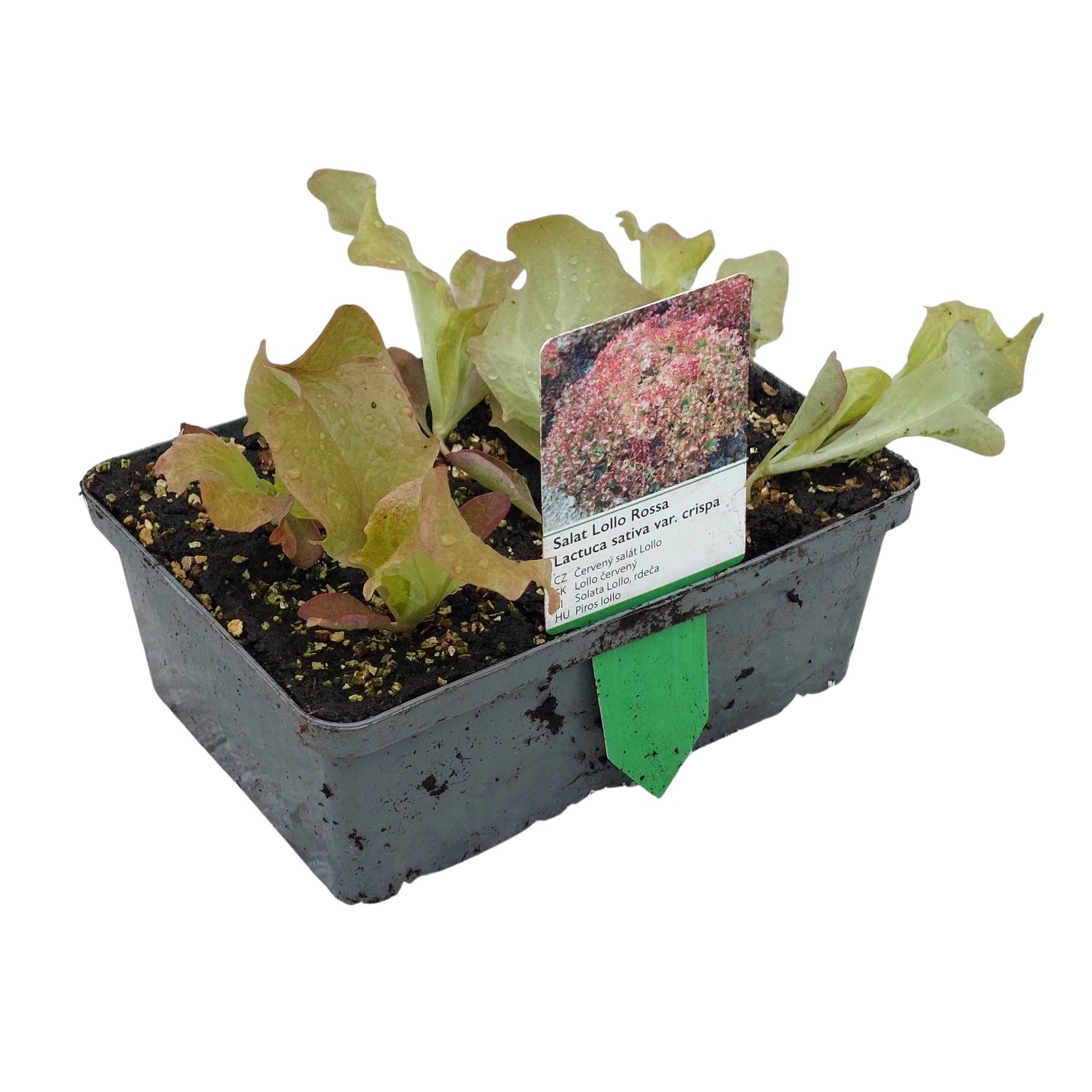 Landgard Šalát kučeravý (Lactuca sativa var. Crispa) "Lollo Rosso" 6 ks ...